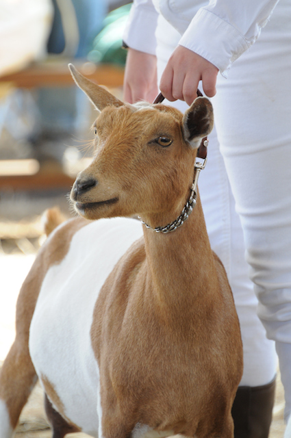 Showing Dairy Goats: What Judges are Looking For - Goat Journal